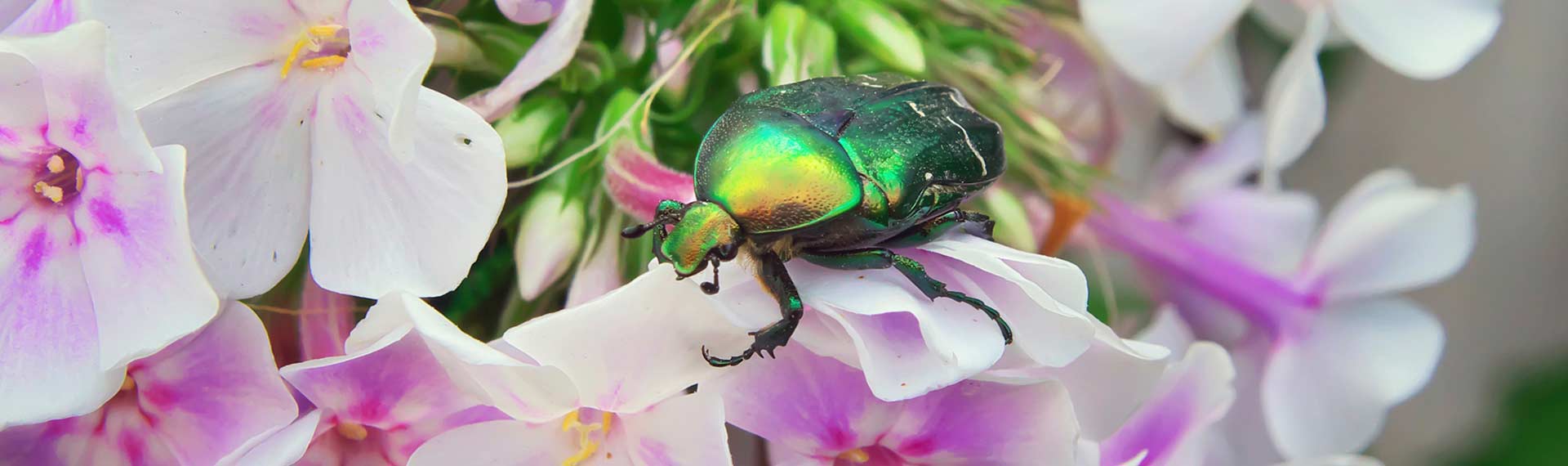 Identifying and Controlling Insects | GardenTech®