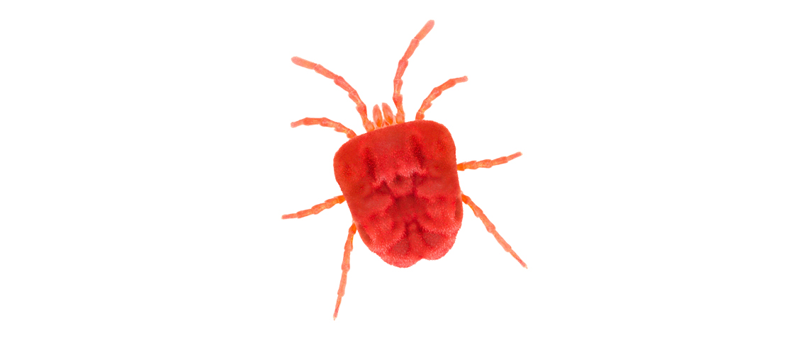 Identify and Control Mites