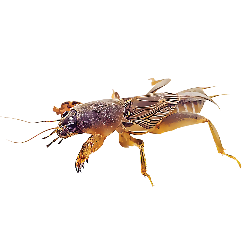 Identifying and Controlling Insects | GardenTech®
